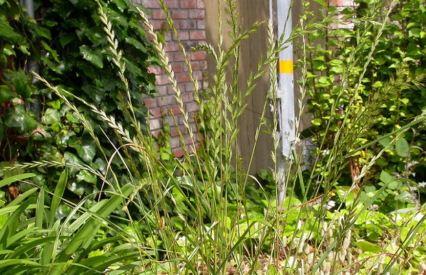 El curioso origen de la expresión ‘Meter cizaña’ | PalabrasClaras.mx