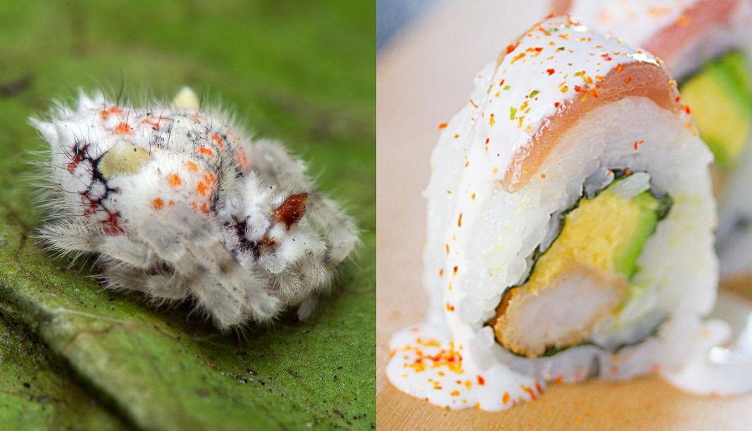 Araña en forma de comida sorprende a gente de Sidney | PalabrasClaras.mx