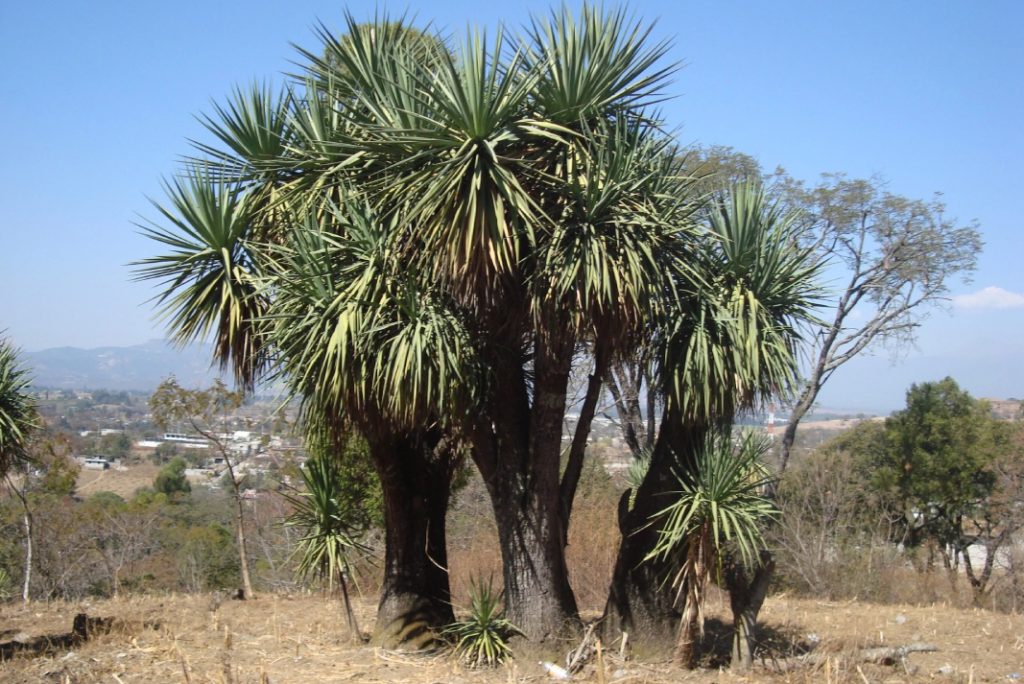 Conoce el proyecto Azul Izote Mexicano | PalabrasClaras.mx