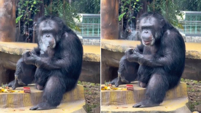 Captan a chimpancé fumando en un zoológico pese a su rehabilitación ...